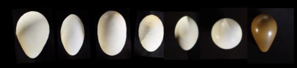 The shape of birds' eggs - British Ornithologists' Union - British ...